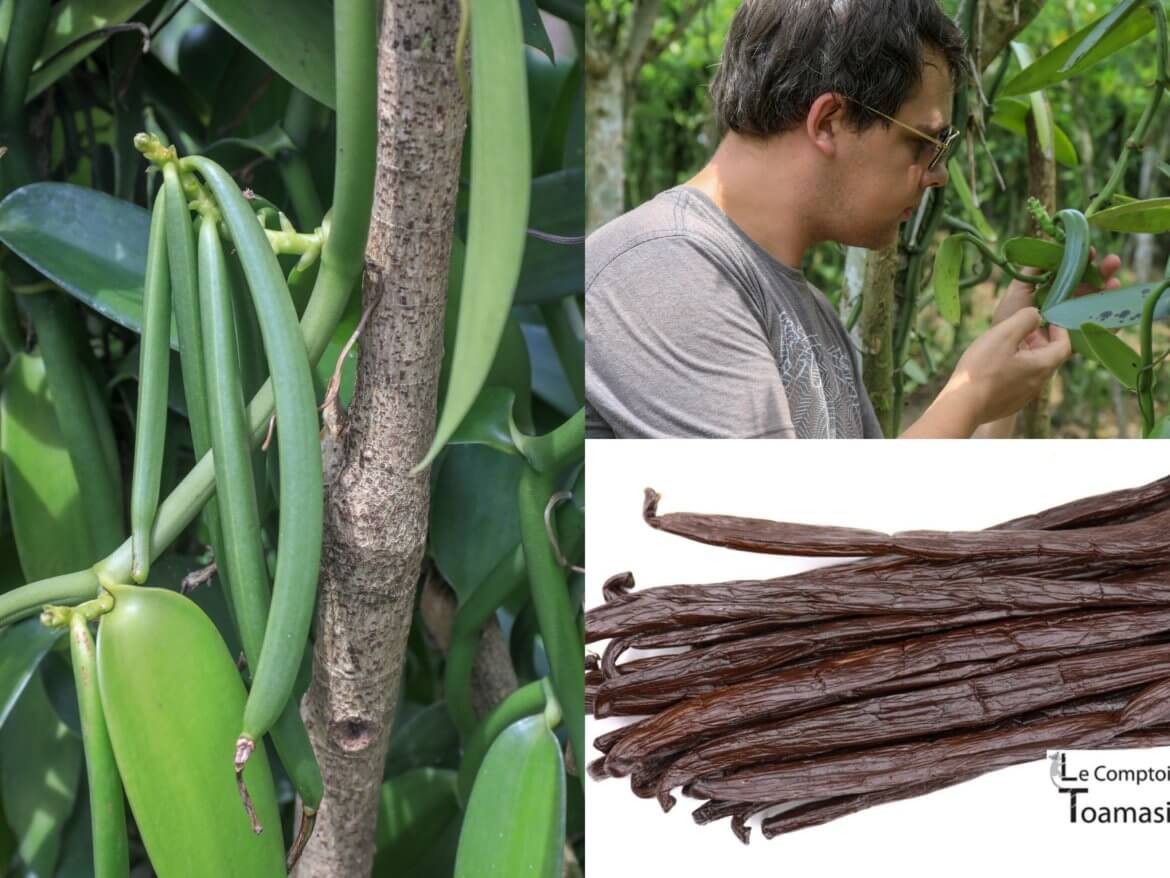 Où pousse la vanille - Tout savoir sur la gousse de vanille