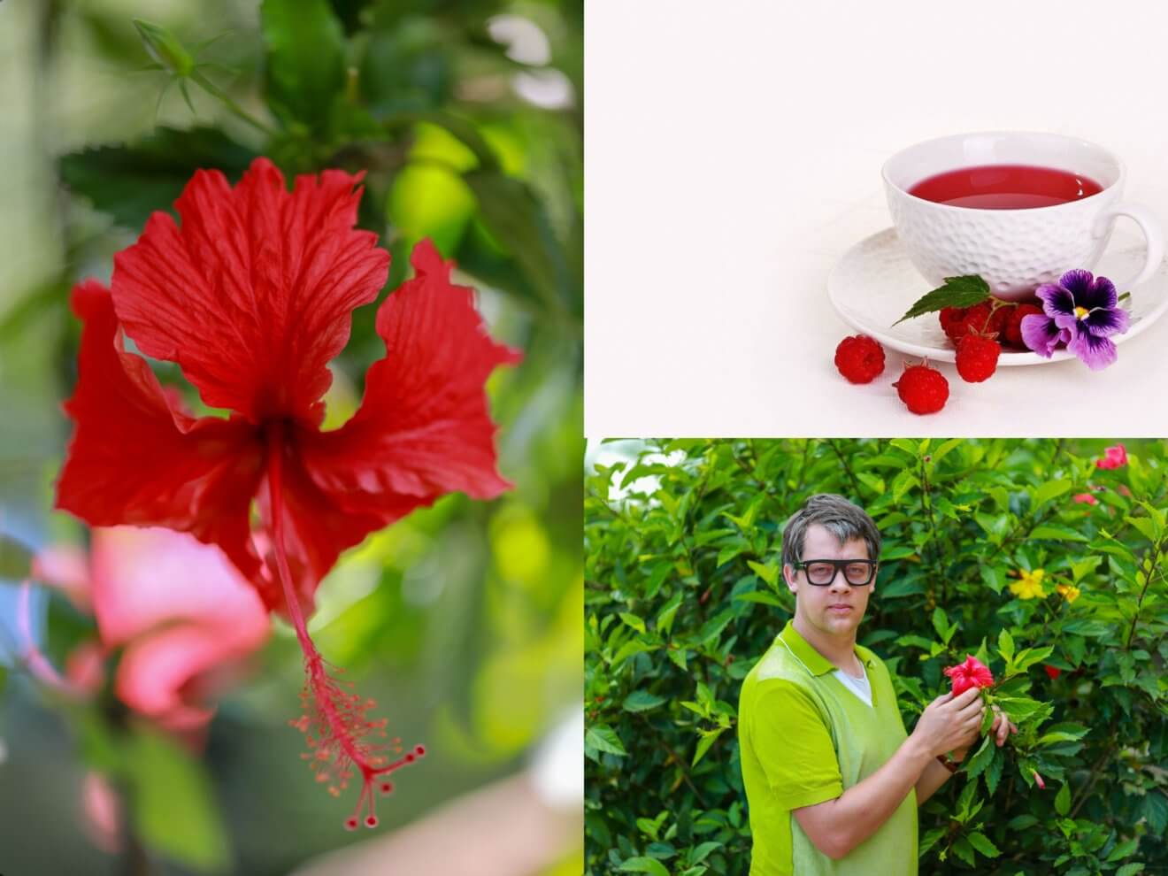 Comment préparer un excellent bissap ? - Le Comptoir de Toamasina