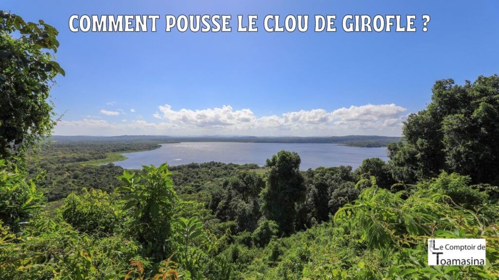 Comment pousse le clou de girofle ? - Le Comptoir de Toamasina