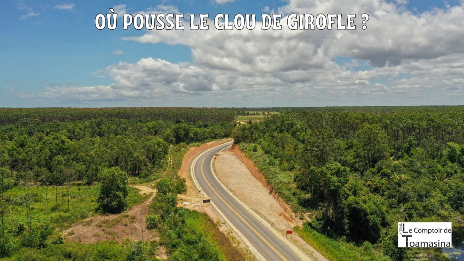 Où pousse le clou de girofle ? - Le Comptoir de Toamasina
