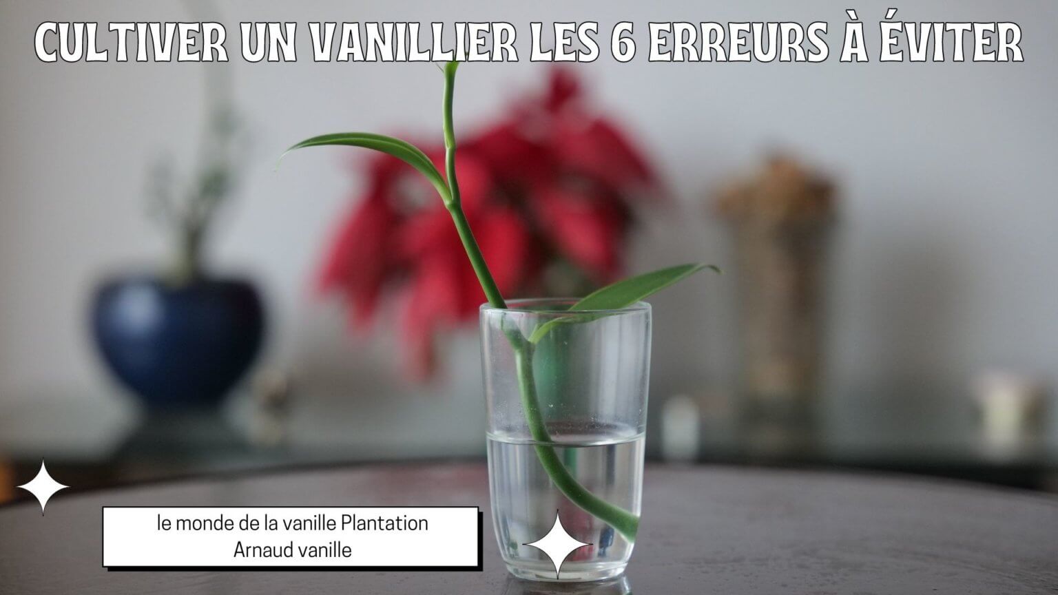 Cultiver un Vanillier les 6 erreurs à éviter - Le Comptoir de Toamasina