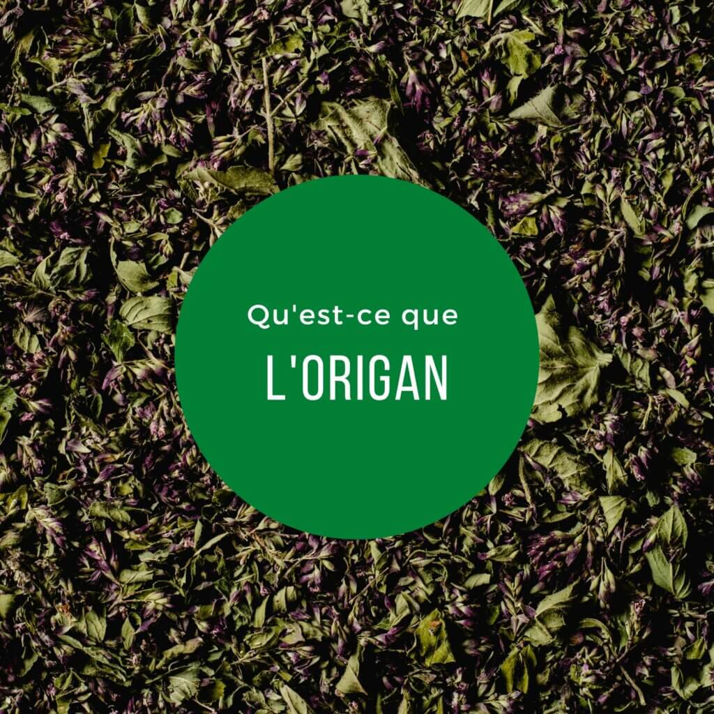Qu'est-ce que l'origan ? - Le Comptoir de Toamasina