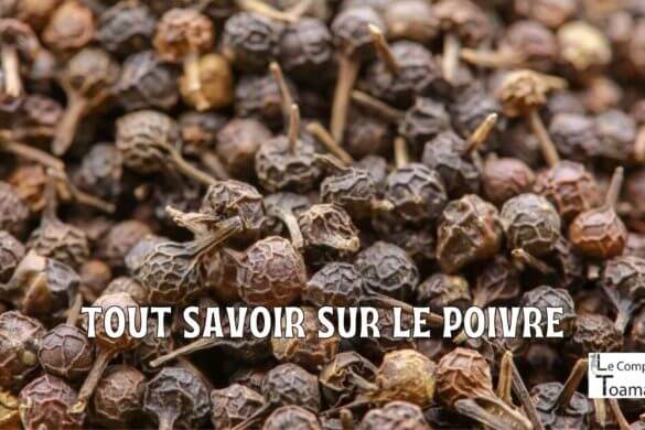 Culture du poivre sauvage de Madagascar - Par Chef Arnaud