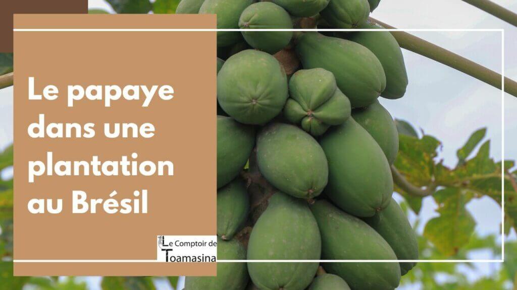 Qu'est-ce que la papaye - Par le chef Arnaud