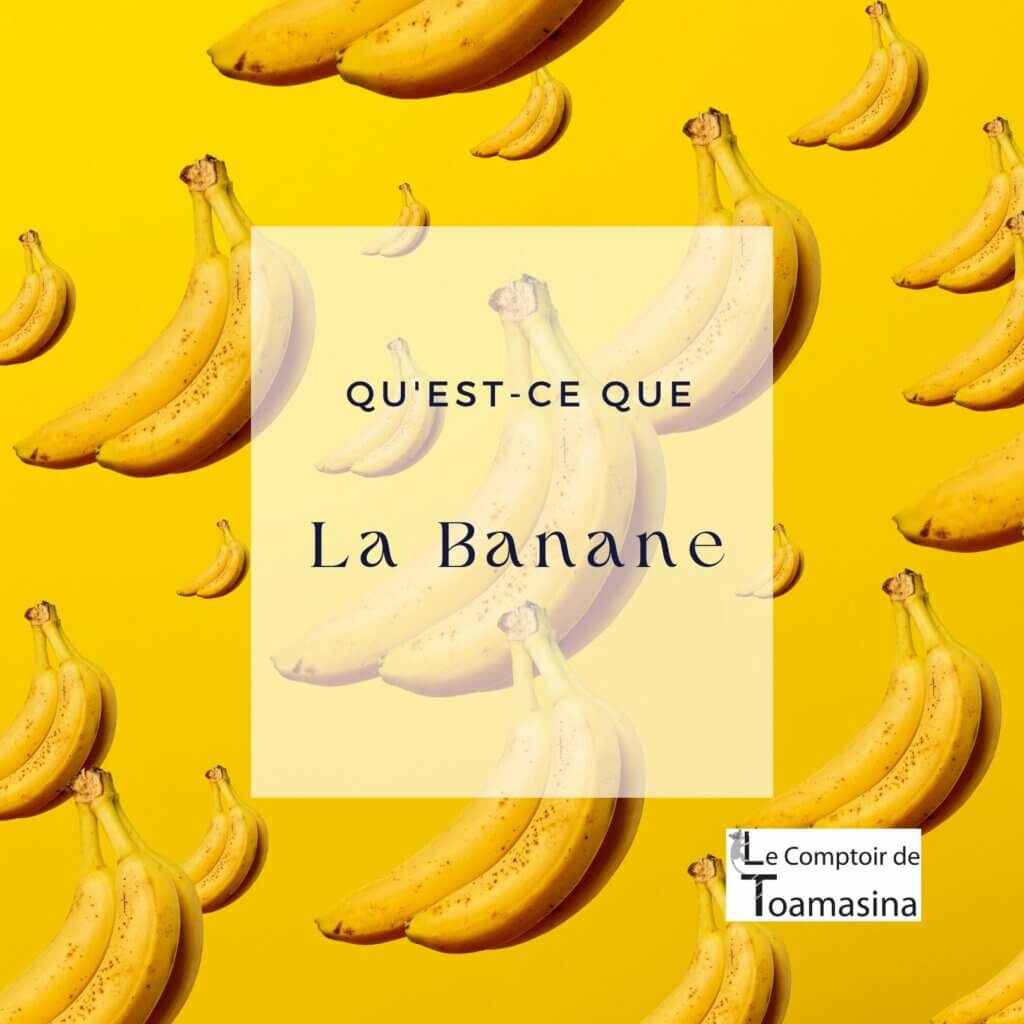 Qu'est-ce que la banane - Le Comptoir de Toamasina