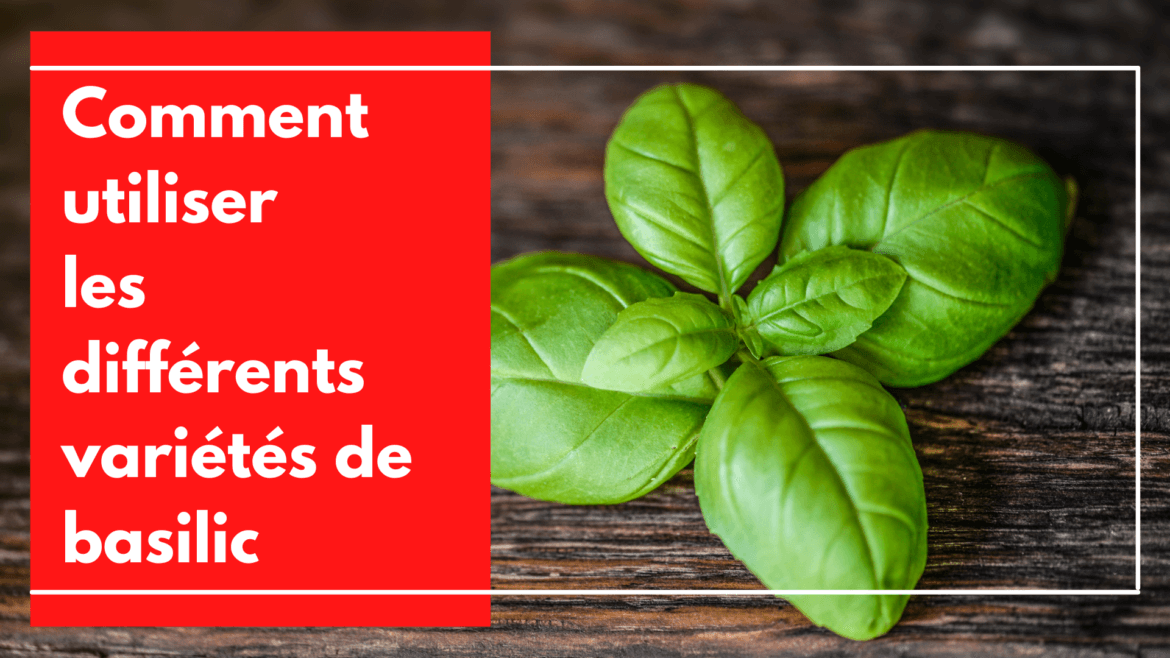 Apprenez à utiliser les différentes variétés de Basilic - Chef Arnaud Apprenez à utiliser les différentes variétés de Basilic - Chef Arnaud