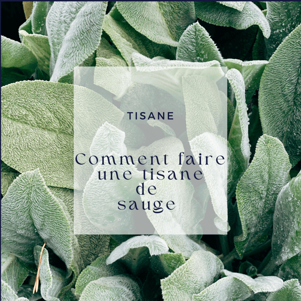 Comment faire une tisane de sauge - Par Chef Arnaud