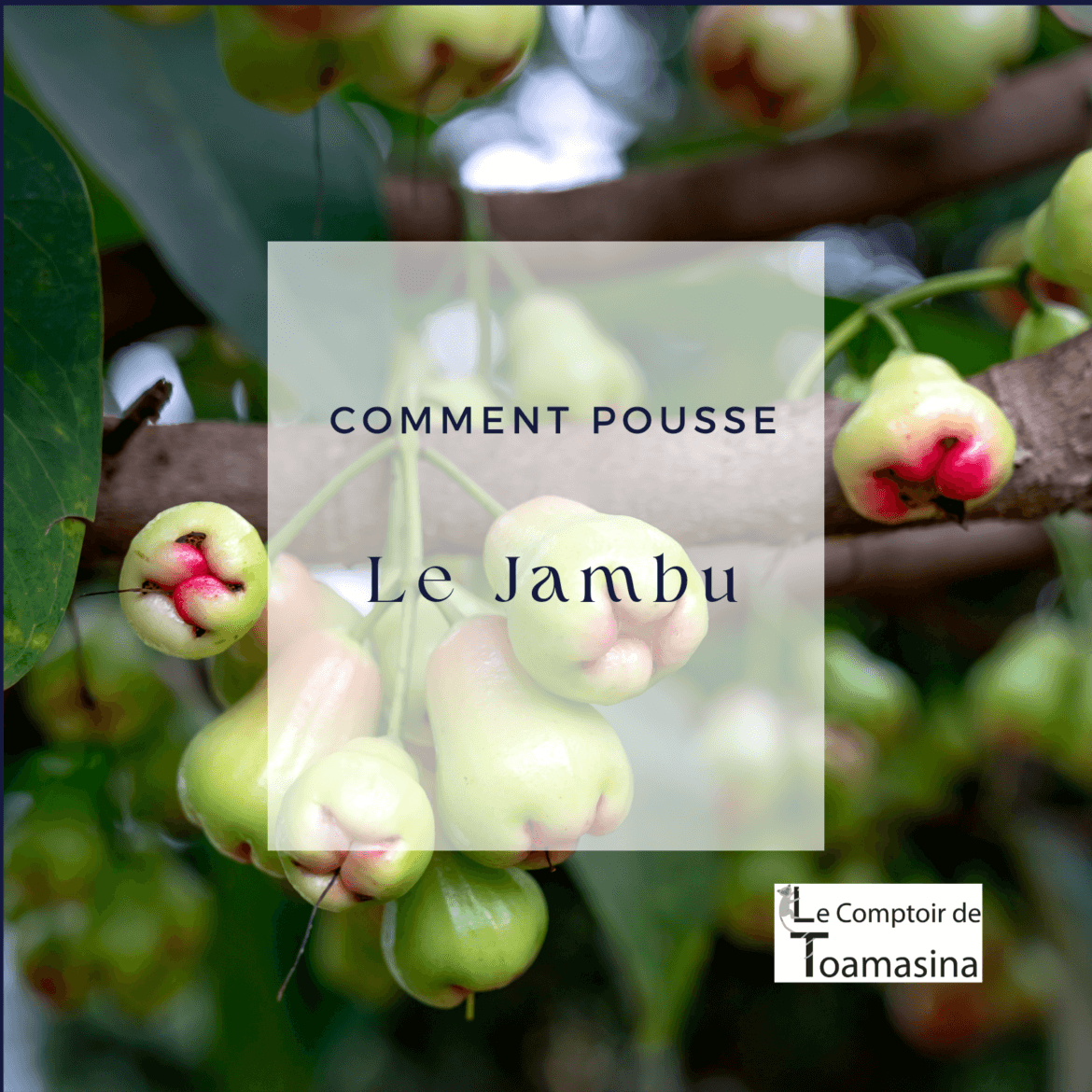 Comment planter du Jambu - Le Comptoir de Toamasina