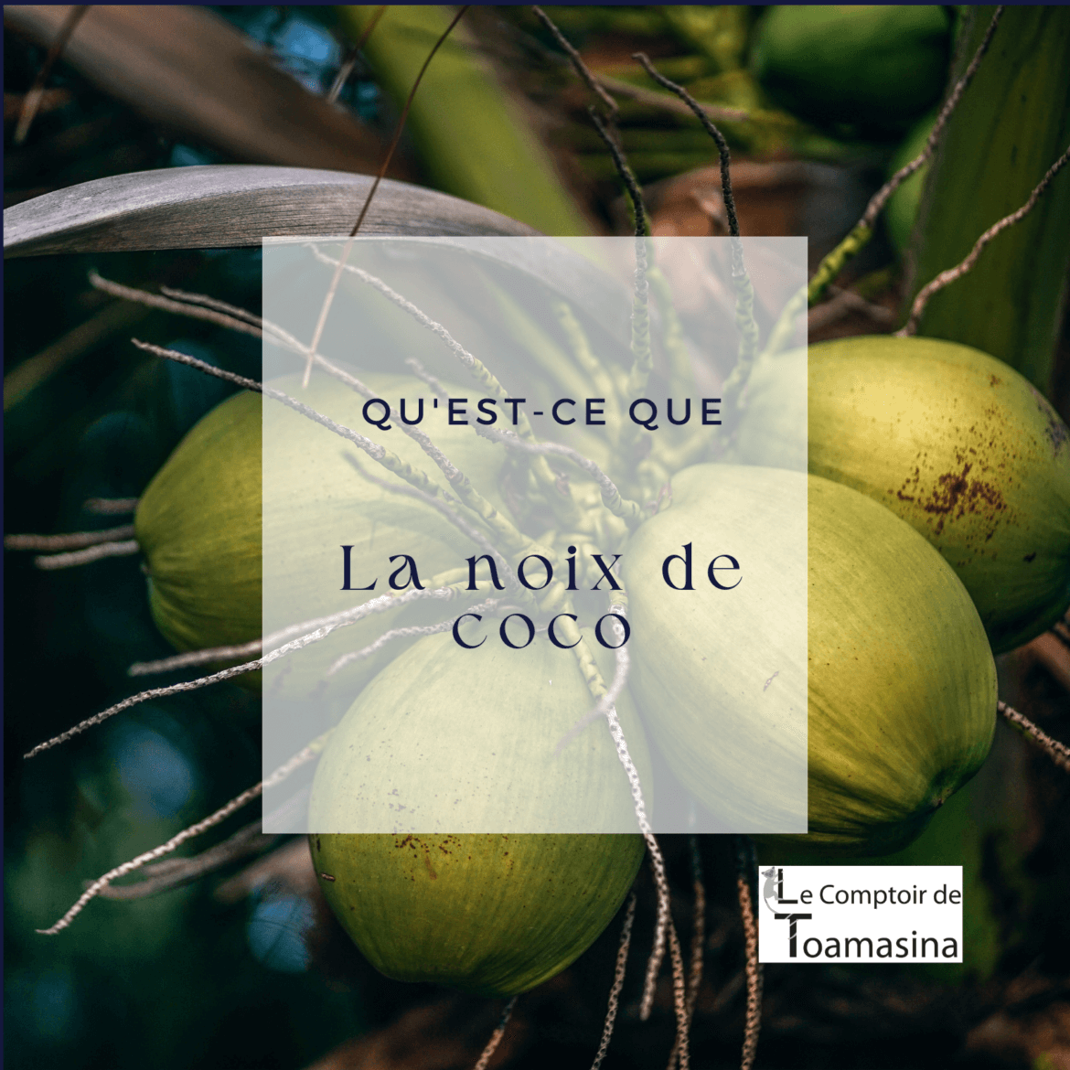 Qu'est-ce que la noix de coco ? - Le Comptoir de Toamasina