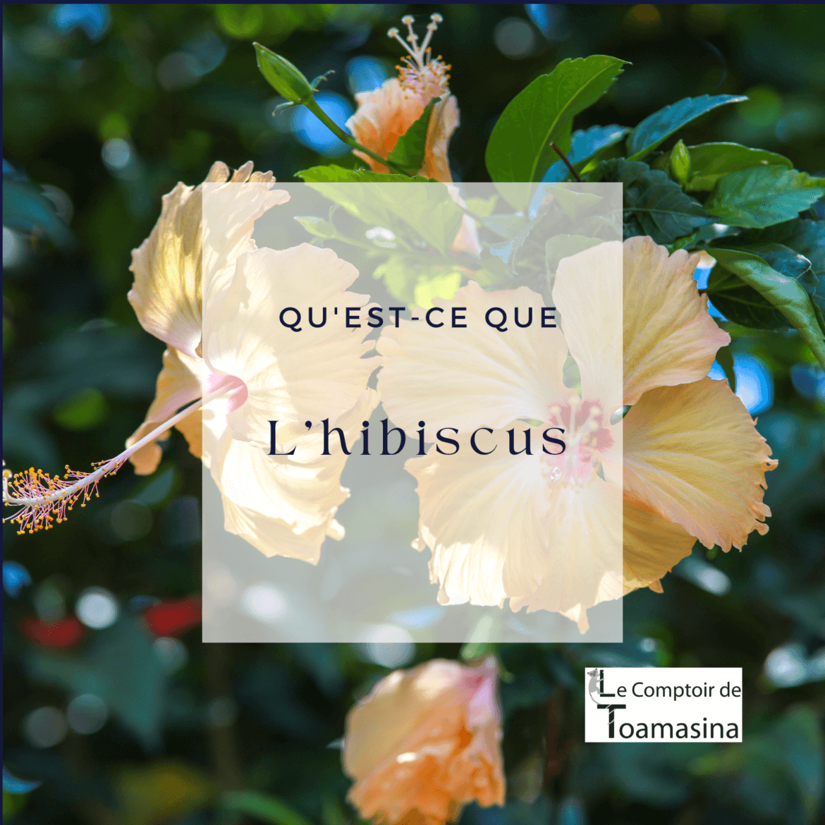 Qu’est-ce que l’hibiscus ? - Blog du Comptoir de Toamasina