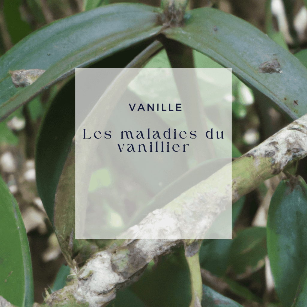 Les maladies du vanillier - Le Comptoir de Toamasina