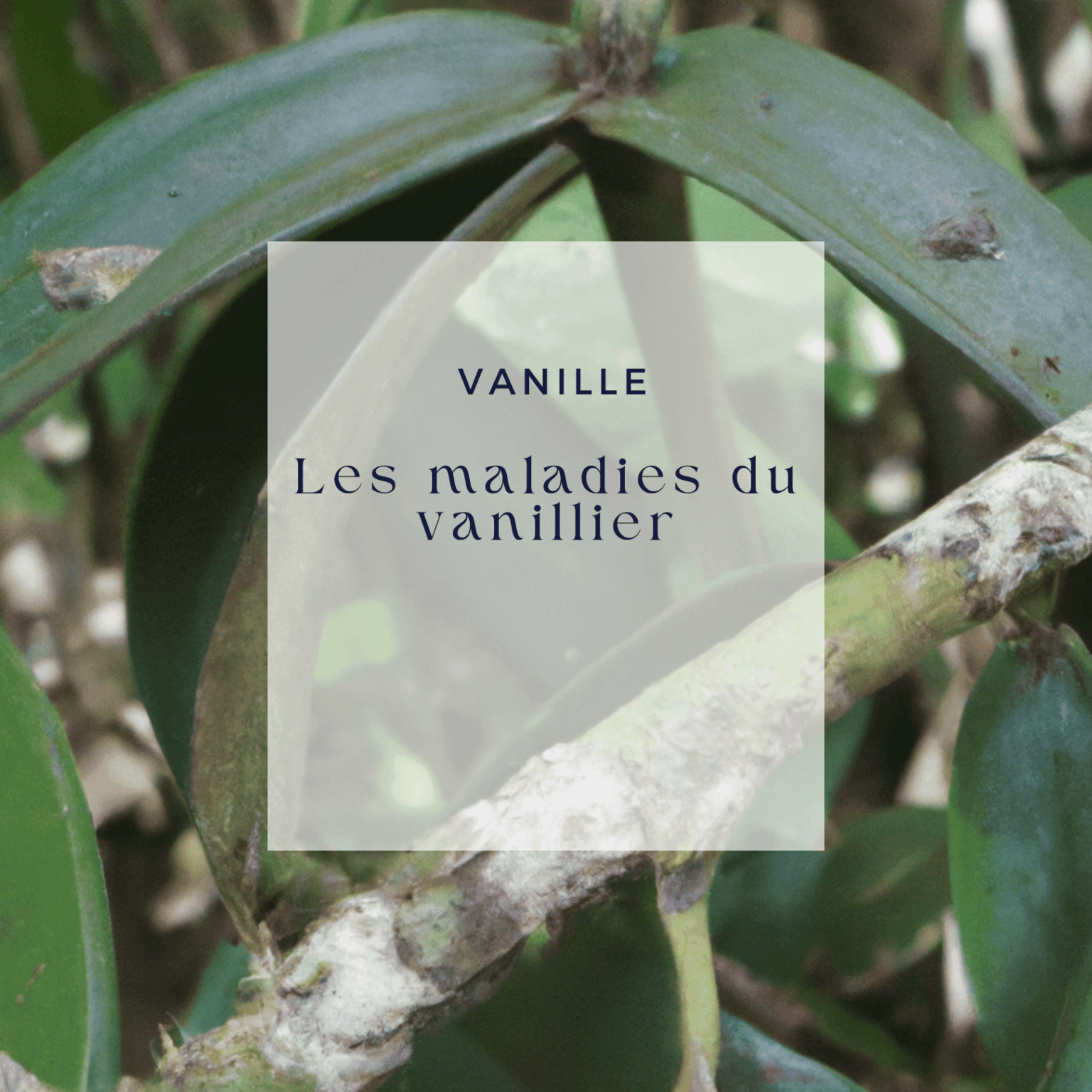Les maladies du vanillier - Le Comptoir de Toamasina