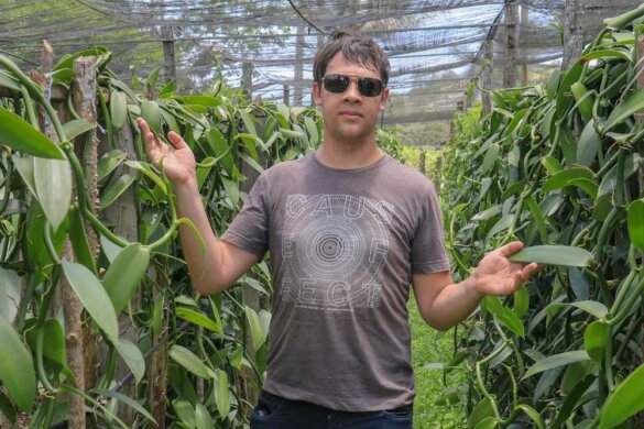 évolution du vanillier après la coupe - Magazine du Comptoir de Toamasina