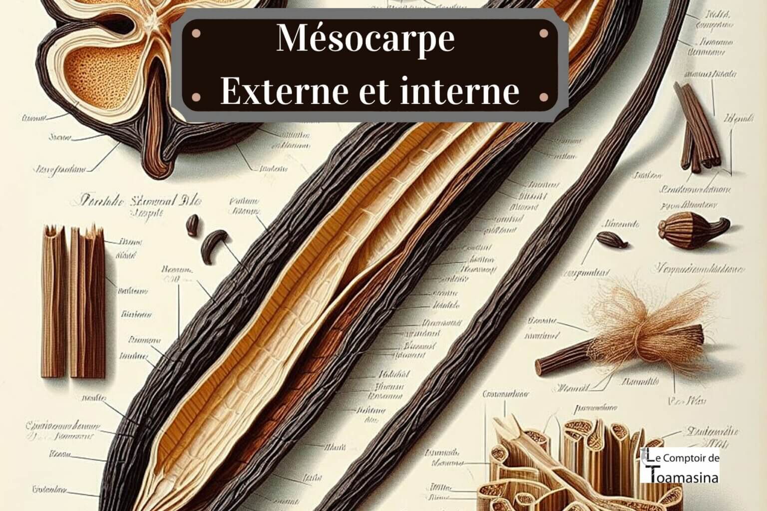 Anatomie d'une gousse de vanille - Le Comptoir de Toamasina