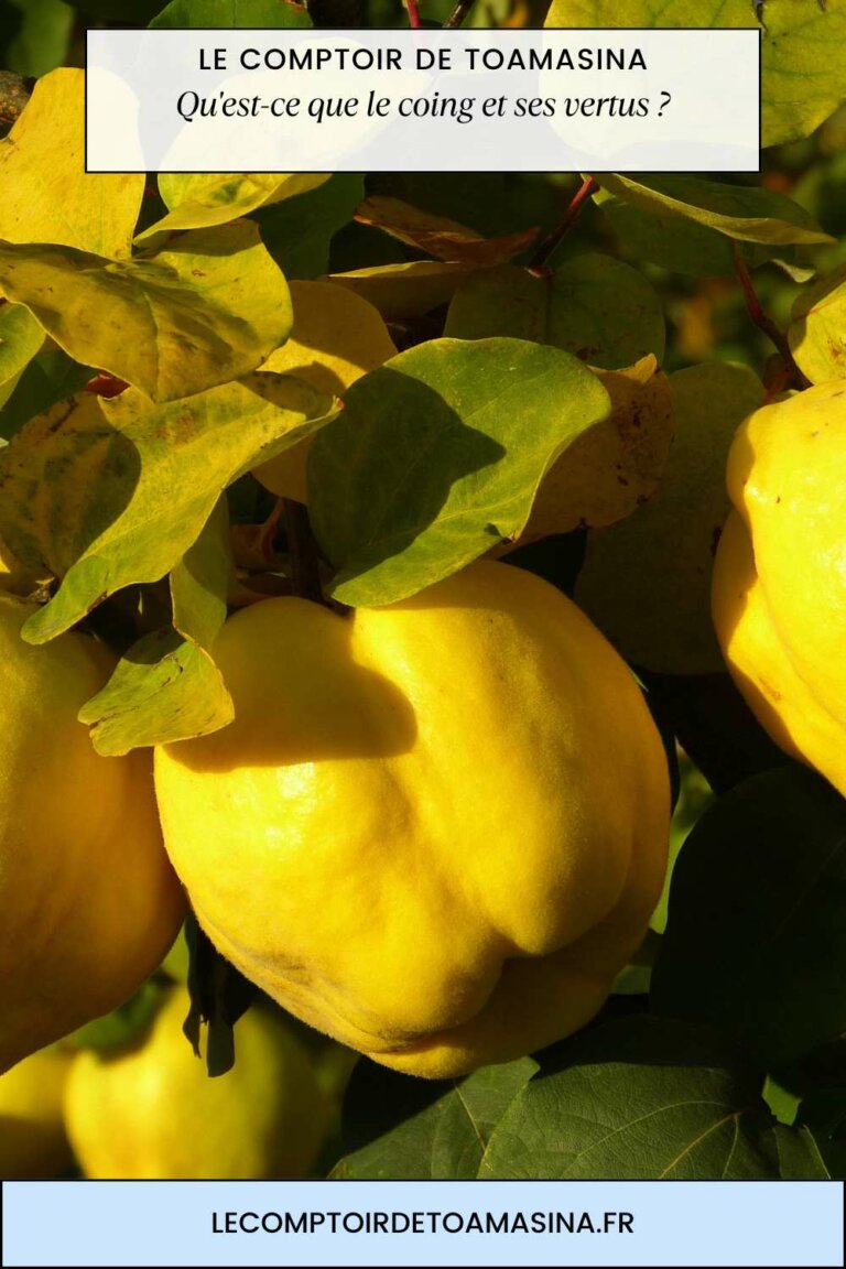 Qu'est-ce que le coing ? - Le Comptoir de Toamasina