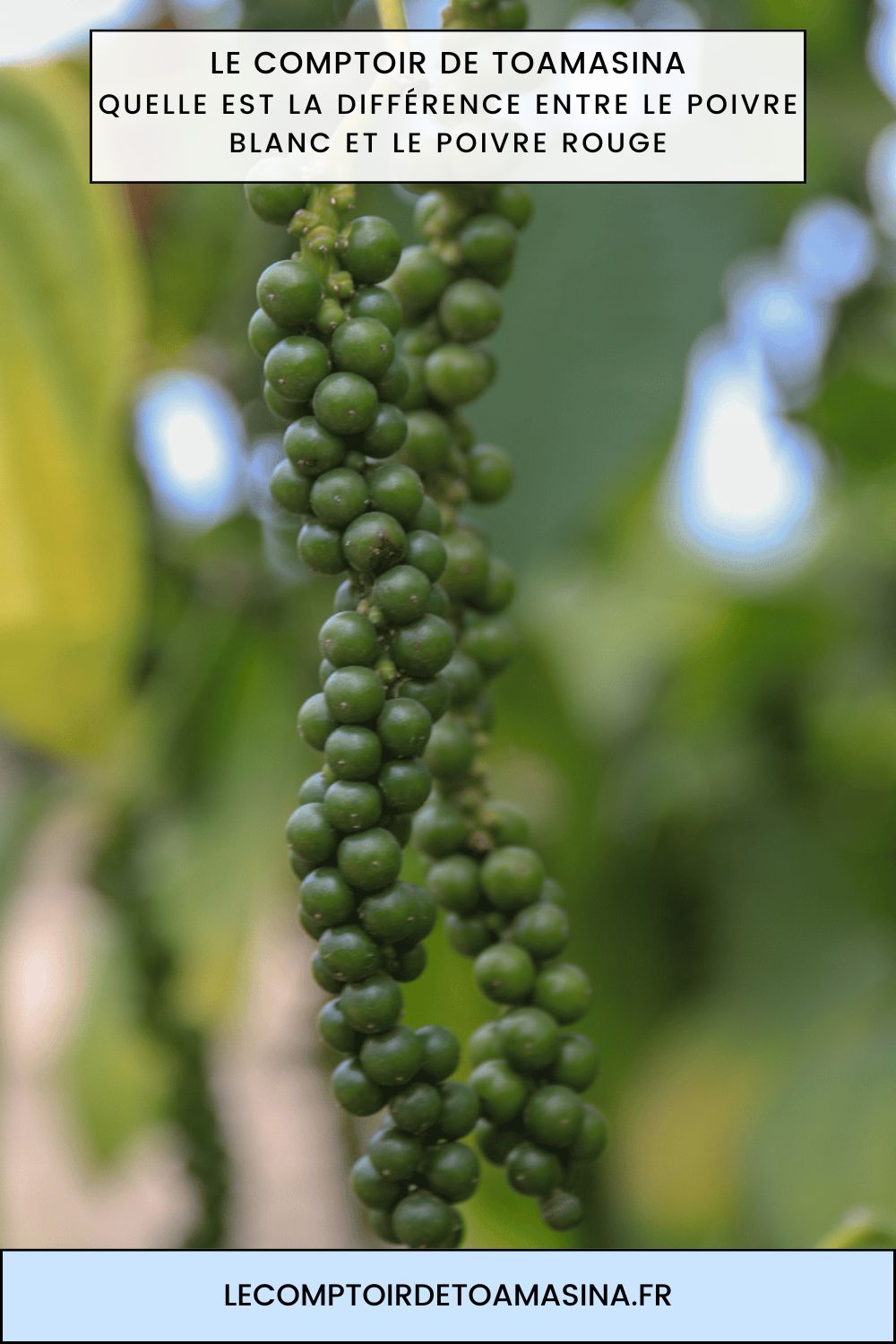 Quelle est la différence entre le poivre blanc et le poivre rouge - Le ...