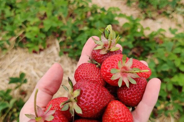 Les bienfaits de l'Aloe Vera, Utilisations et Précautions – Le Guide ...